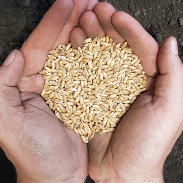 High Protein Rice - Lifestyle Foodies🍎